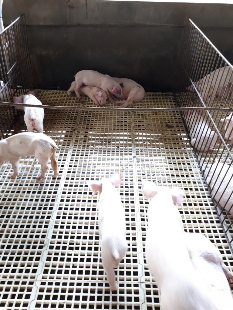 Porcine Circovirus Associated Disease (PCVAD)