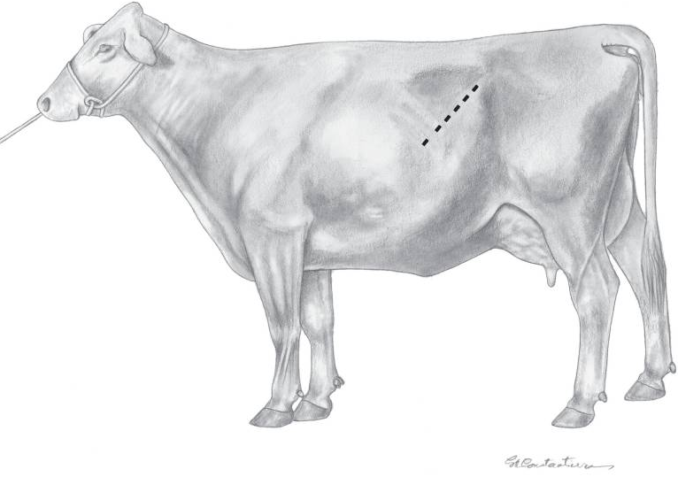 Caesar pada Sapi - Media Informasi Dunia Peternakan dan Kesehatan Hewan
